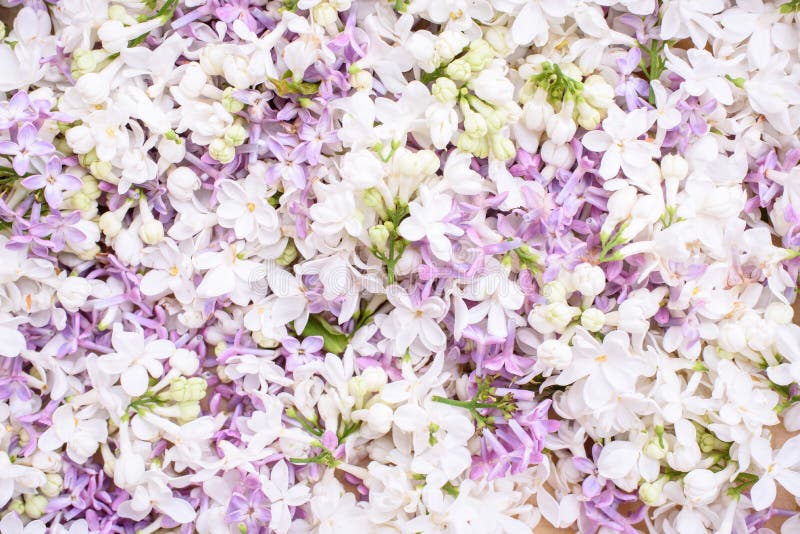 A Beautiful Background of Many Colors Lilac of Different Colors Stock ...