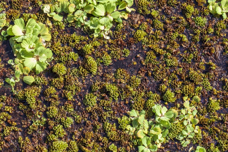 Beautiful Background of Marsh Grass Surface, Top View Stock Photo ...