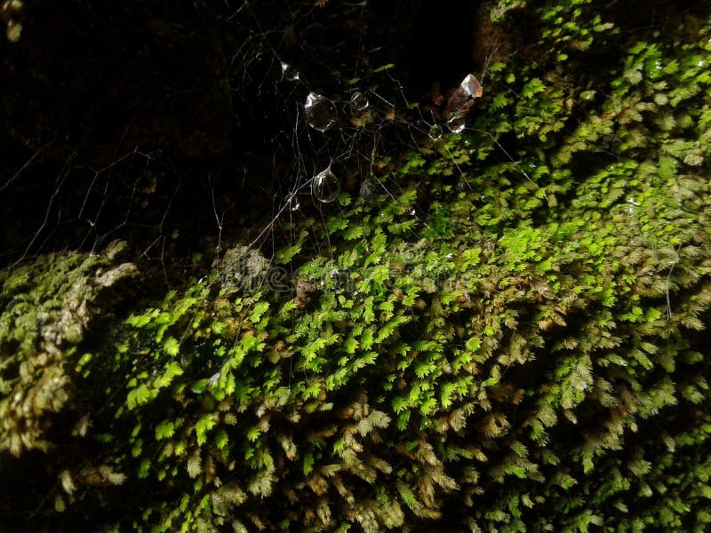 Moss green texture stock photo. Image of macro, green - 254226534
