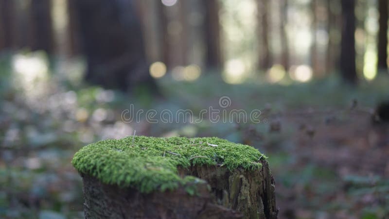 Beautiful Background with Natural Light Stock Photo - Image of macro ...