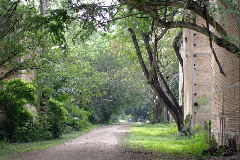 Beautiful Background, Old Trees with Brick Chamber Stock Image - Image ...