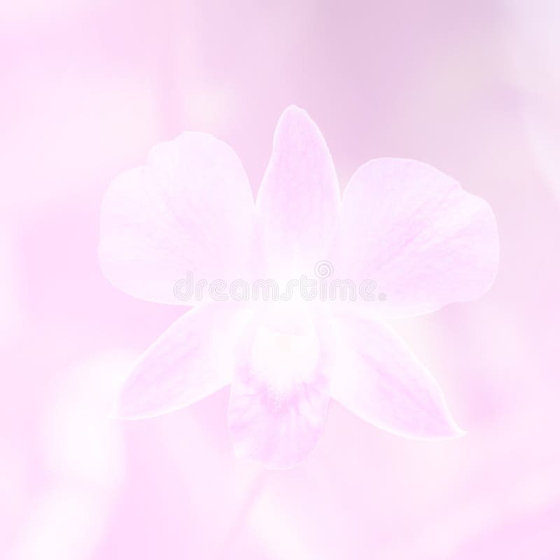 Beautiful Background with Orchid Flower in Pink Color Theme Stock Photo ...