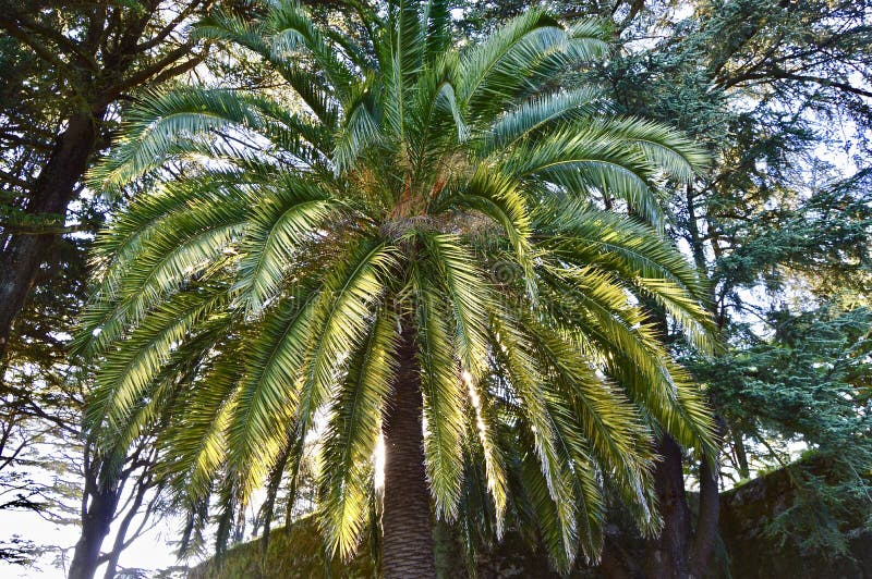 Natural Palm tree stock image. Image of beauty, forest - 150915861