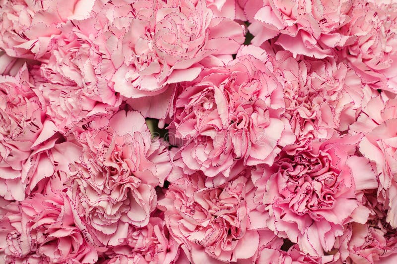 Beautiful Background of Pink Carnation Stock Image - Image of fresh ...