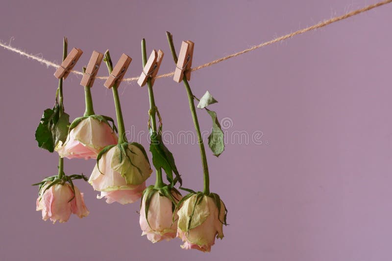 Beautiful Background with Pink Dried Roses on the Rope Stock Image ...