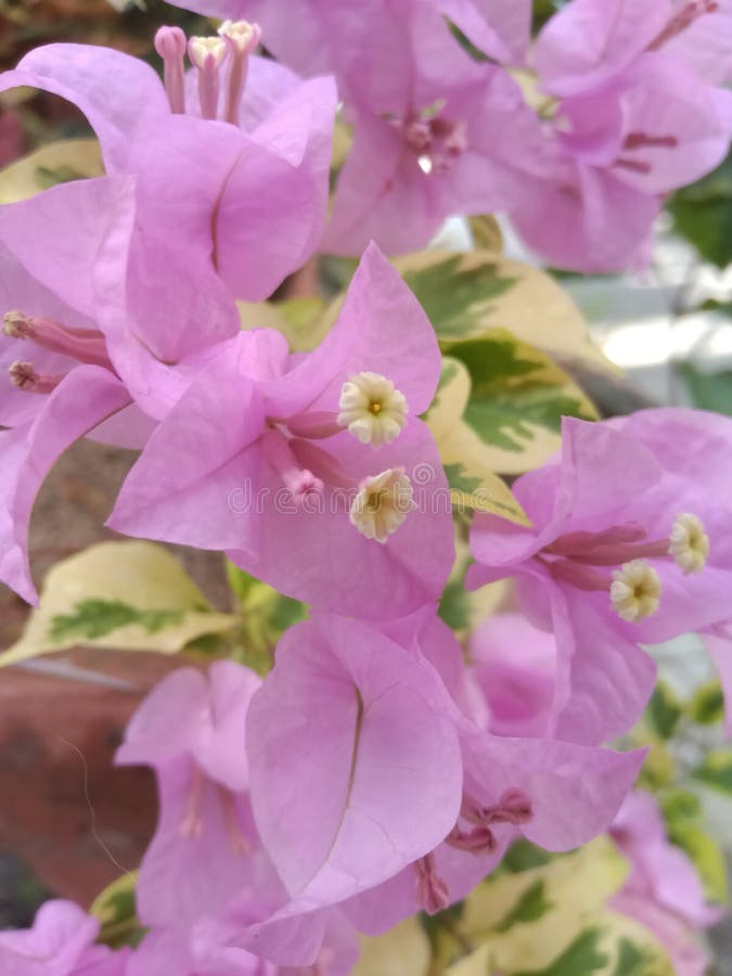 Bunga Purple Ditaman, Kencana Ungu, Bunga Ungu Kecil Penghias Taman ...