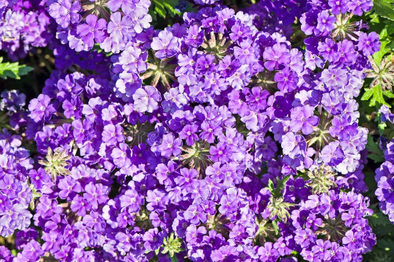 Beautiful Background of Purple Phlox Flowers Stock Photo - Image of ...