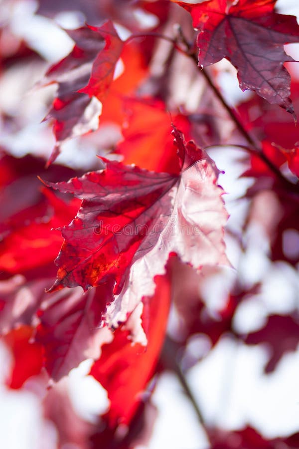 Beautiful Background of Red Maple Leaves through the Sun Rays Stock ...
