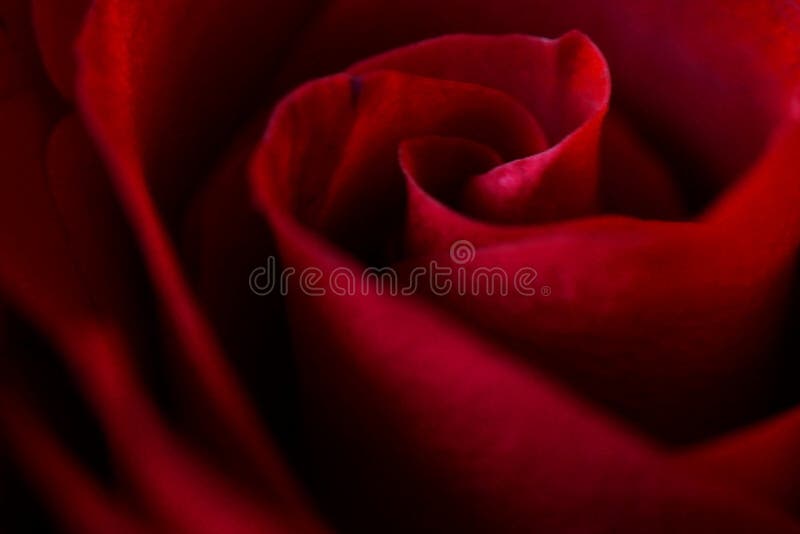 Beautiful Background with Red Rose Stock Image - Image of elegant ...