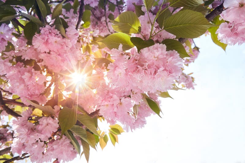 Beautiful Background of Spring Blooming Pink Sacura Stock Photo - Image ...