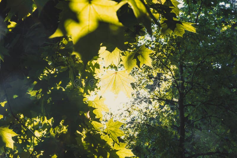 Sun Throuh Maple Leafs Tree Canopy in a Forest. Stock Image - Image of ...