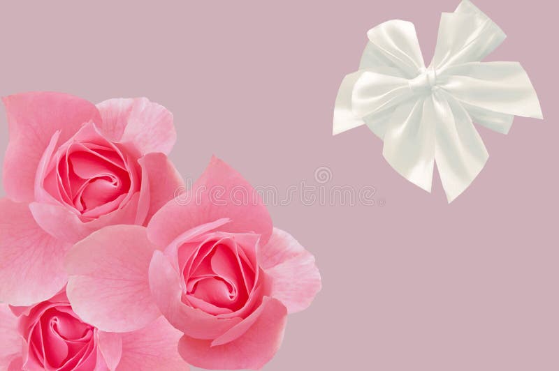 Beautiful Background of Three Bright Beautiful Pink Roses and a White ...