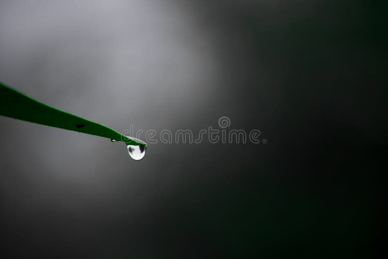 The Small Water Drop on Edge of Leaf Stock Image - Image of round ...