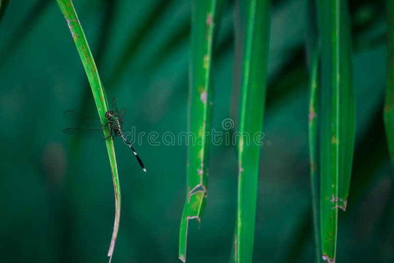Coconut Leaf and dragonfly stock illustration. Illustration of nature ... Coconut Leaf and dragonfly stock illustration. Illustration of nature ...
