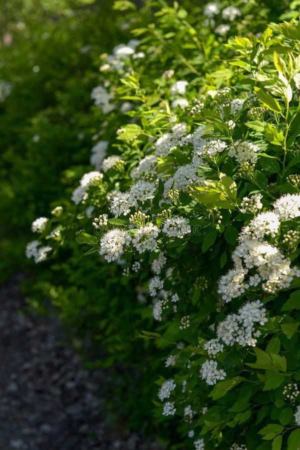 Beautiful Background - White Flowering Shrub, Green Leaves, Selective ...