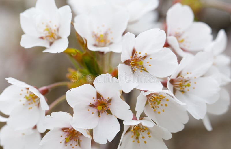 Beautiful Background with White Spring Flower Stock Image - Image of ...