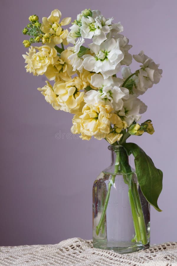 Beautiful Background with Matthiola, Matthiola Incana Stock Image ...