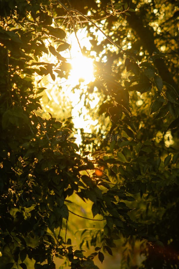 Beautiful Backlight through the Leaves of the Trees Stock Photo - Image ...