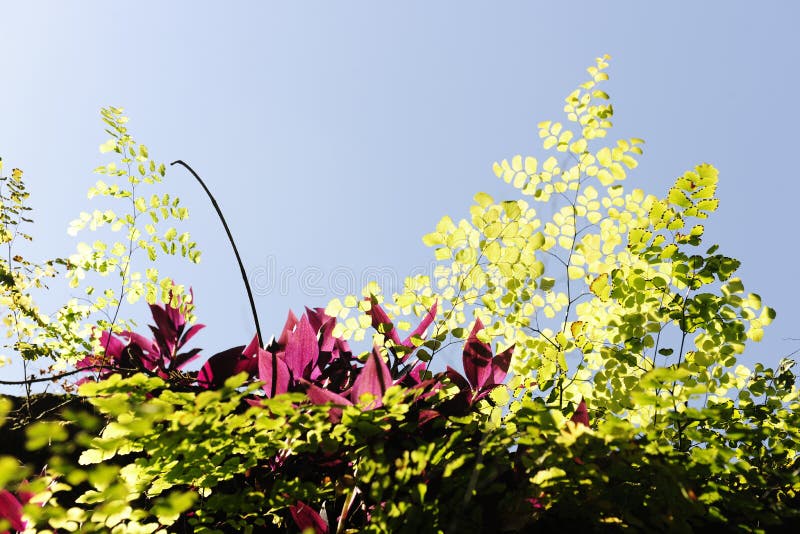 Beautiful backlit plants stock photo. Image of light - 12377978