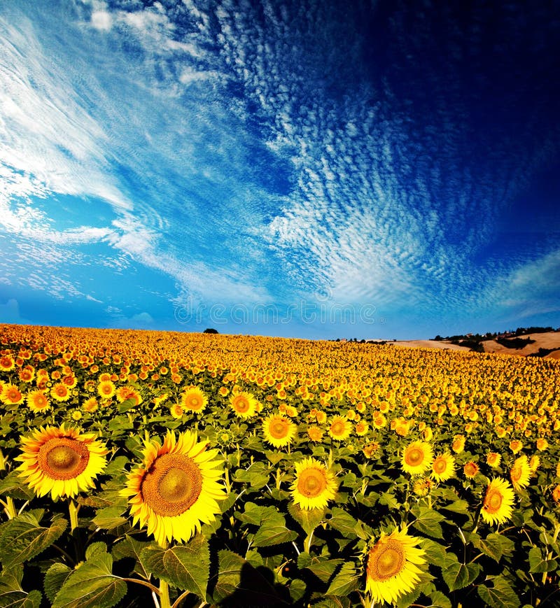 Beautiful Backlit Sunflowers, Morning Light Stock Photo - Image of ...