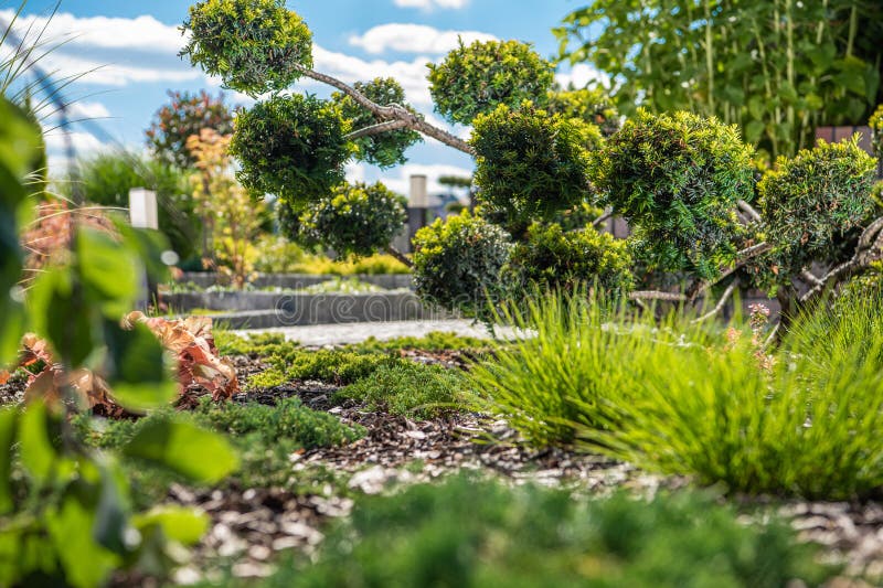 Beautiful Backyard Garden Plants Stock Photo - Image of gardening ...