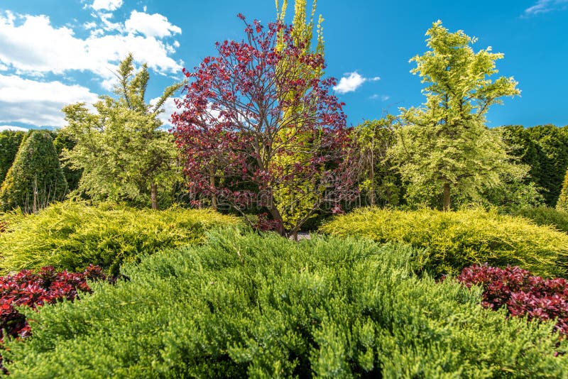 Beautiful Backyard Garden Plants Stock Photo - Image of specie, thuja ...