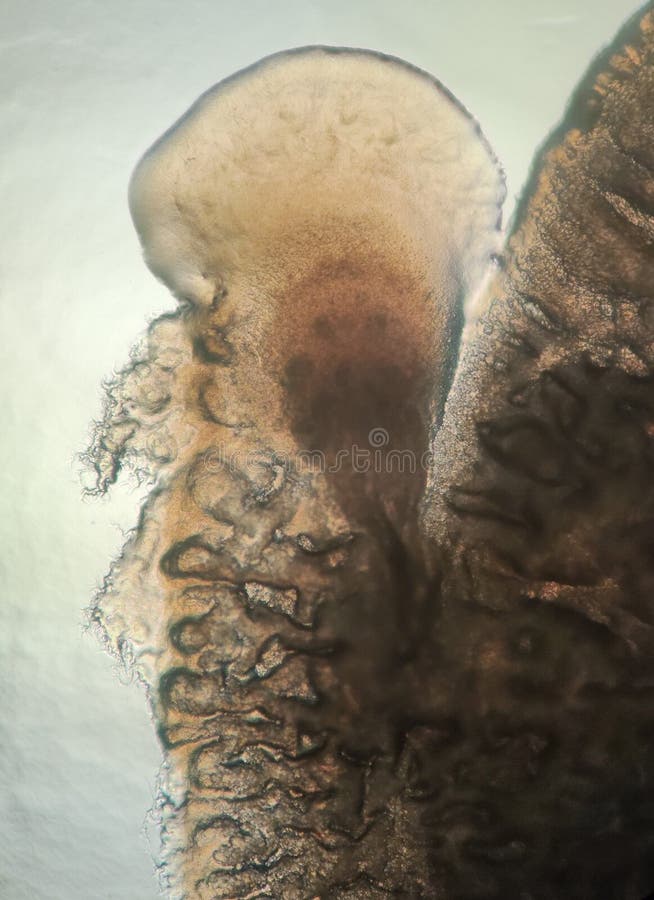 Beautiful Bacterial Colony Under the Microscope Stock Image - Image of ...