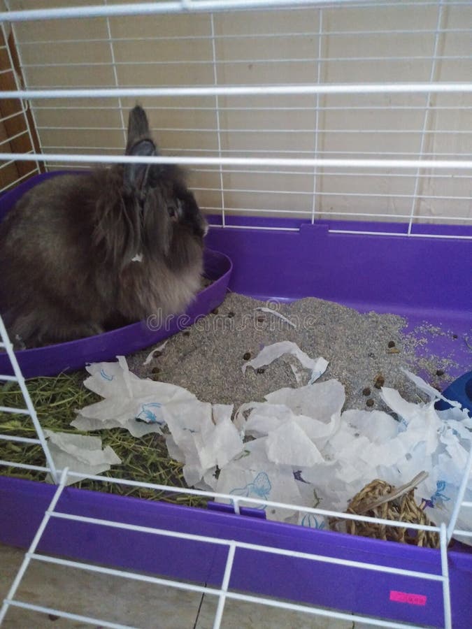 Beautiful and Bad Bunny Baby Stock Image - Image of mess, beautiful ...