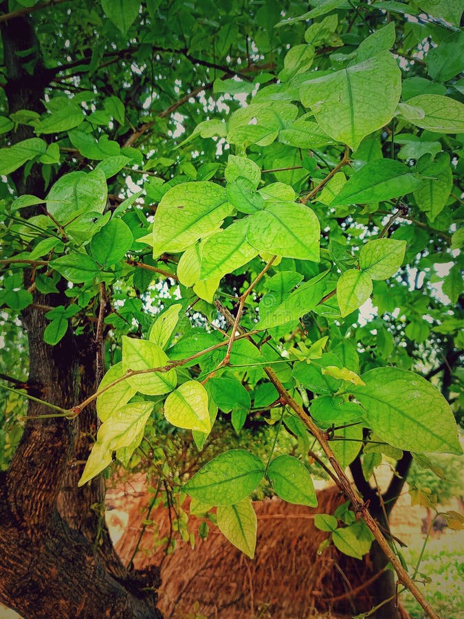 624 Bael Tree Stock Photos - Free & Royalty-Free Stock Photos from ...