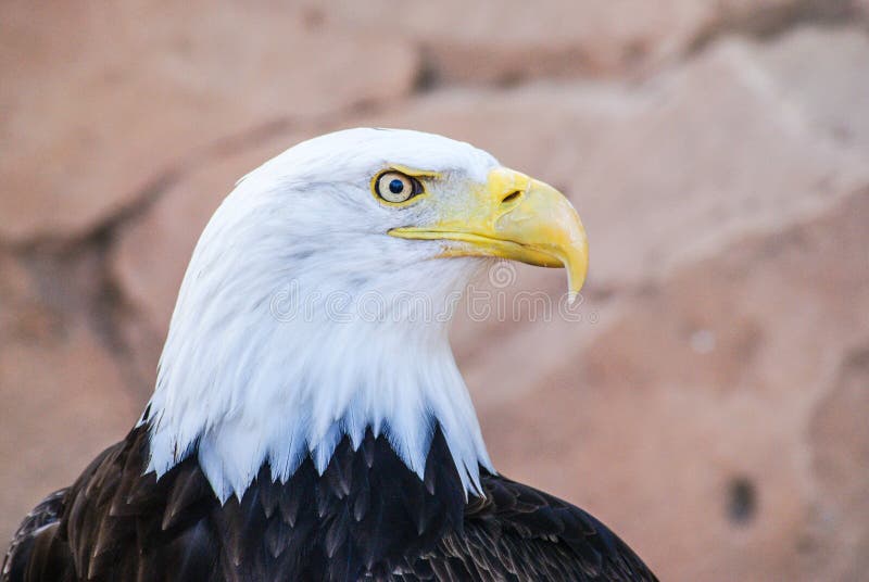 Beautiful bald eagle stock photo. Image of bald, eagle - 24576190