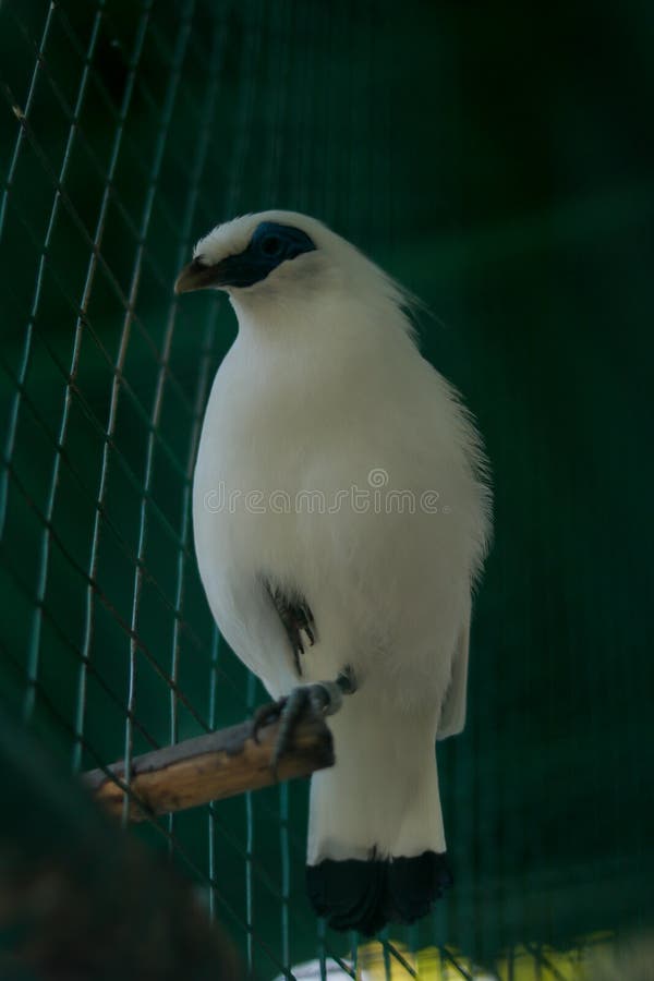 A beautiful Bali Mynah stock photo. Image of myna, bird - 200270666