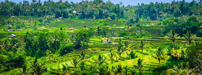 Beautiful Bali Rice Fields. Rice Terraces in Bali, Indonesia Stock ...