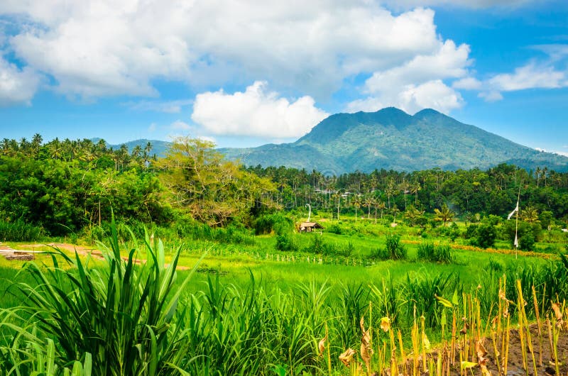 Beautiful Bali Rice Fields and Volcano. Rice Terraces in Bali ...