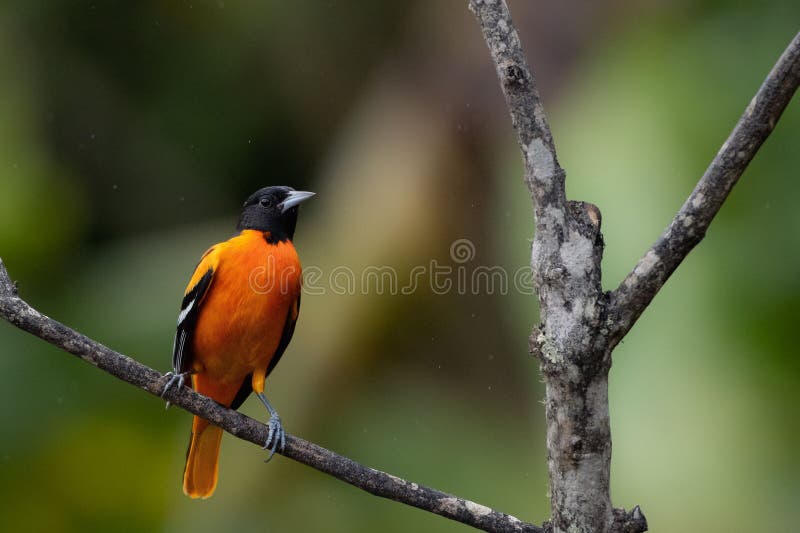 Beautiful Baltimore Oriole Perched on a Branch of a Tree, Looking Up ...