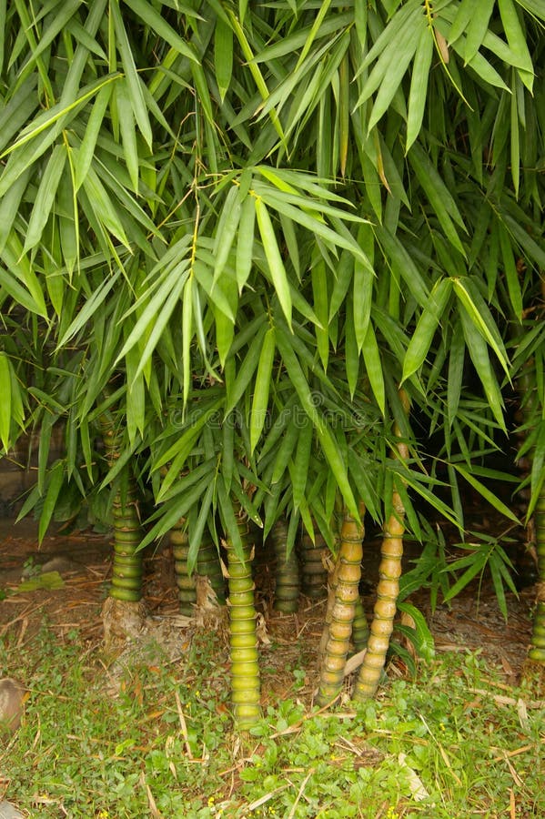 Beautiful Bamboo Tunnel at Waeruwan Garden in Phutthamonthon Park ...
