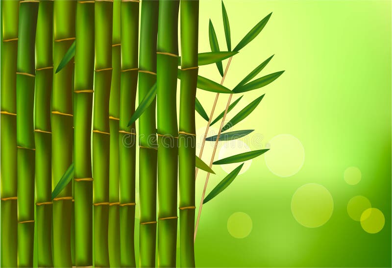 Beautiful Bamboo Border. Vector. Stock Vector - Illustration of ...