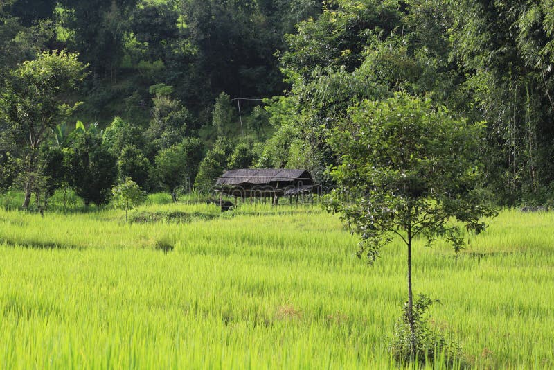 A Beautiful Bamboo Cottage in the Behind of Tree and Rice Farm Stock ...