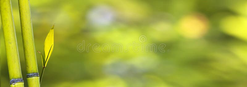 Beautiful Bamboo Forest in Forest with Nice Color Stock Photo - Image ...