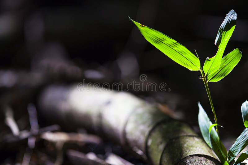 Beautiful Bamboo Forest in Forest with Nice Color Stock Photo - Image ...
