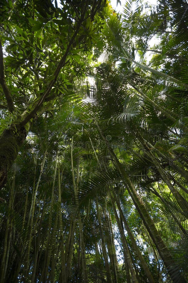 Beautiful Bamboo Forest in Hawaii Stock Photo - Image of natural ...