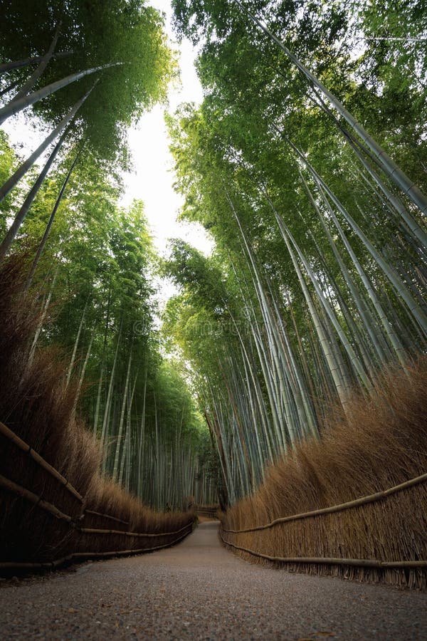 Beautiful Bamboo Forest in Kyoto Japan Autumn Stock Image - Image of ...