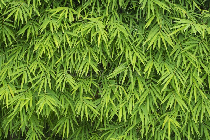 Beautiful Bamboo Leaves Pattern for Nature Background. Stock Photo ...