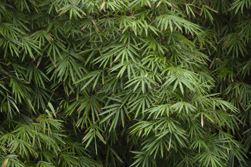 Beautiful Bamboo Leaves Pattern for Nature Background. Stock Image ...