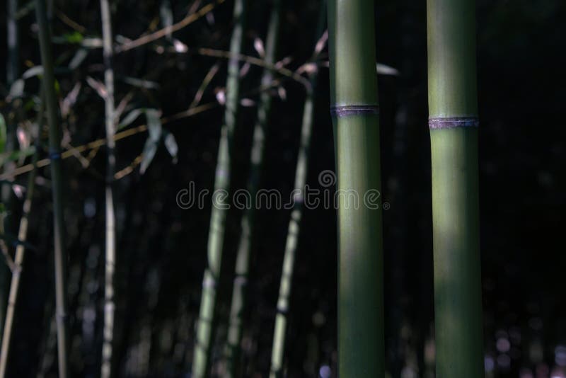 Beautiful Bamboo Leaves Pattern for Nature Background. Stock Image ...