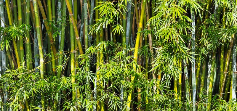 Beautiful Bamboo Plants on a Sunny Day Stock Photo - Image of organic ...