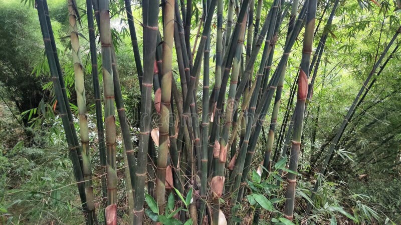 Beautiful bamboo tree stock image. Image of bamboo, fotografi - 353157341