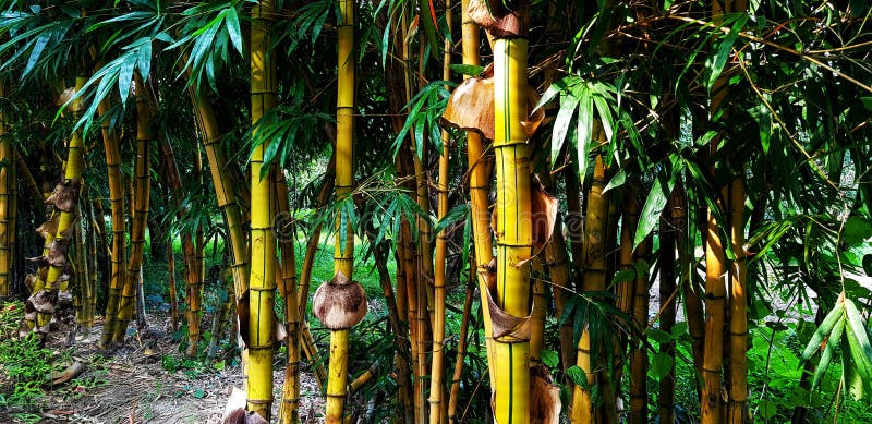 Beautiful Bamboo Tree Cultivation Stock Image - Image of sunlight ...