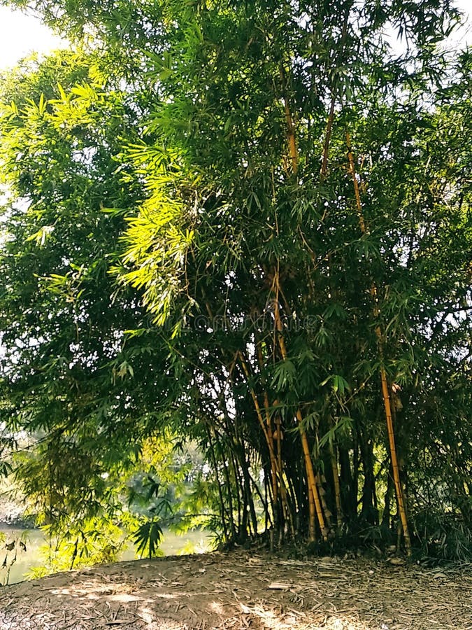 Beautiful Bamboo Trees in the Environment Stock Image - Image of tree ...