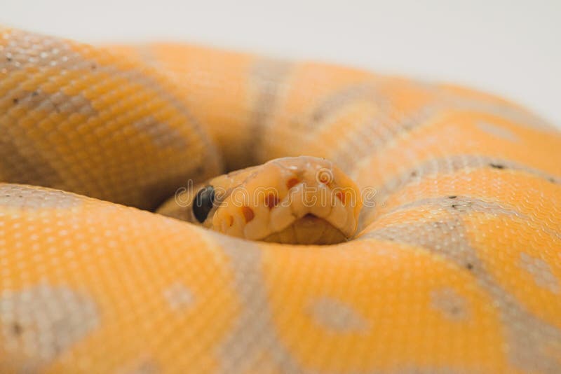 Beautiful Banana Ball Python on a White Background Stock Image - Image ...