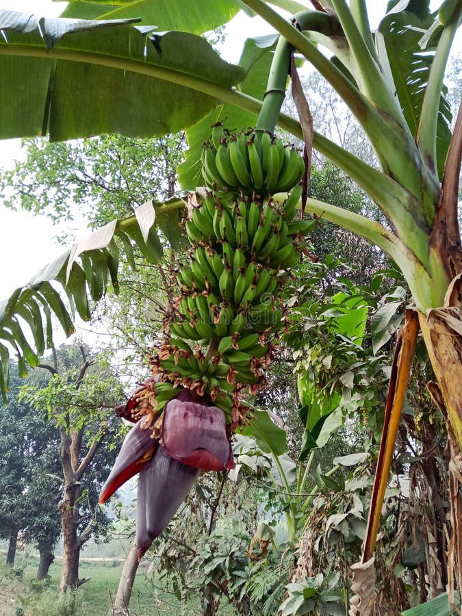 Beautiful Banana Nice Looking Image India Stock Photo - Image of ...